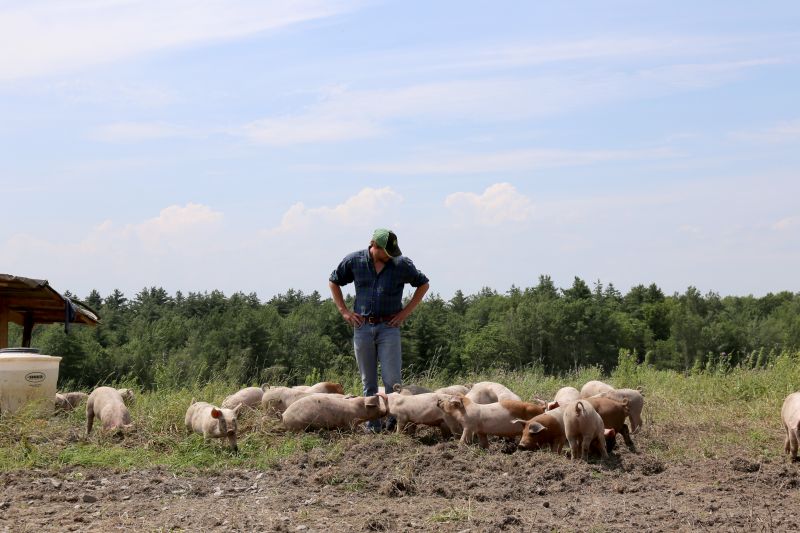 Gabriel Choinière : The well raised Pigs of La Ferme 1194 | Brome ...